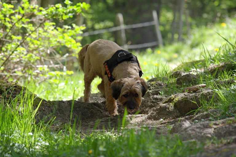 Mantrailing / Fährtenarbeit | Campus4Dogs